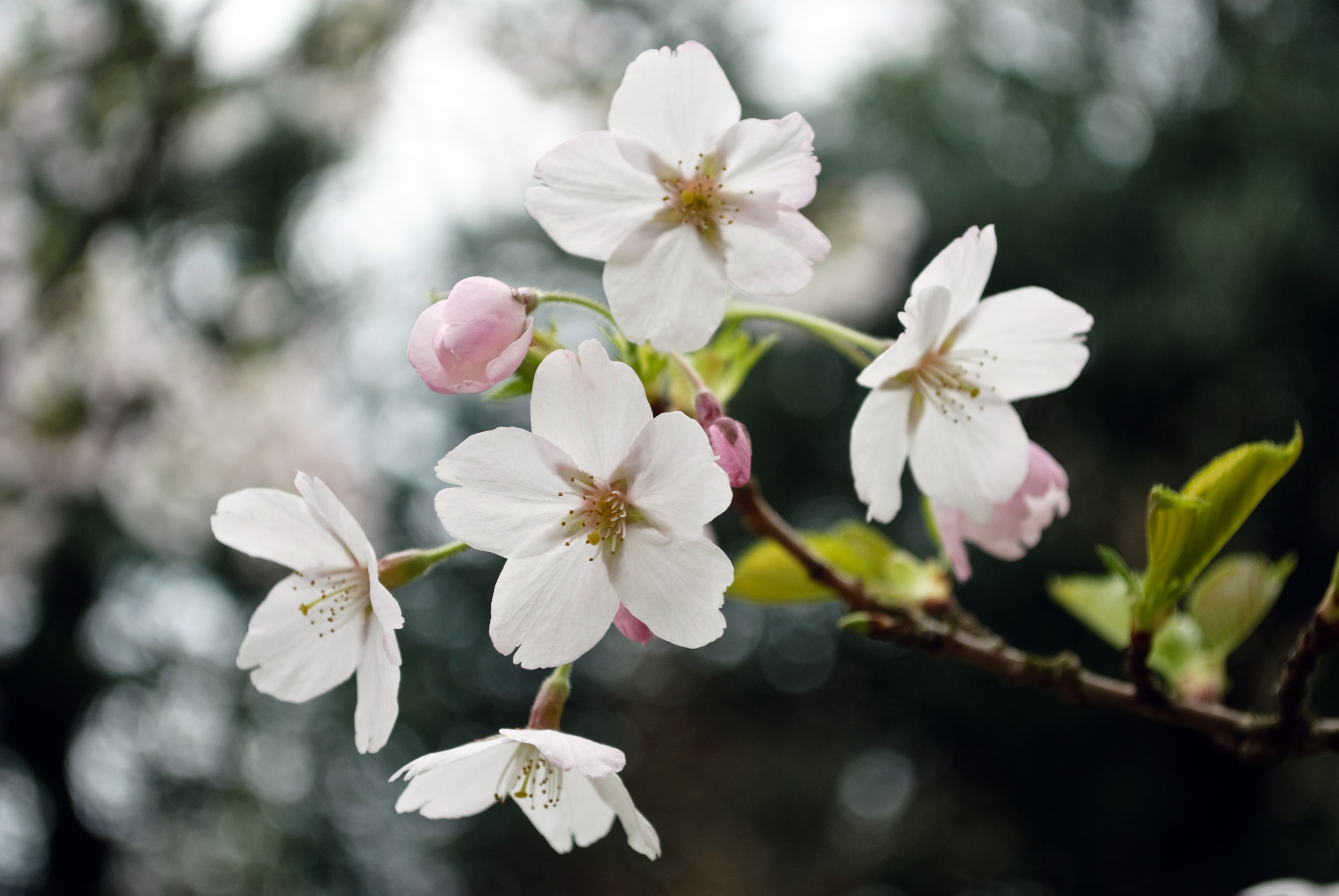 Apple tree blossom 2 | Free Early Years & Primary Teaching Resources (EYFS & KS1)