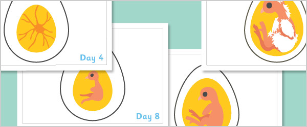 Chick Embryo Growth Posters | Free Early Years & Primary Teaching ...