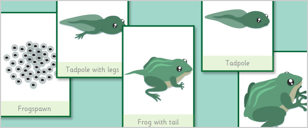 Frog Life Cycle Flash Cards | Free Early Years & Primary Teaching ...