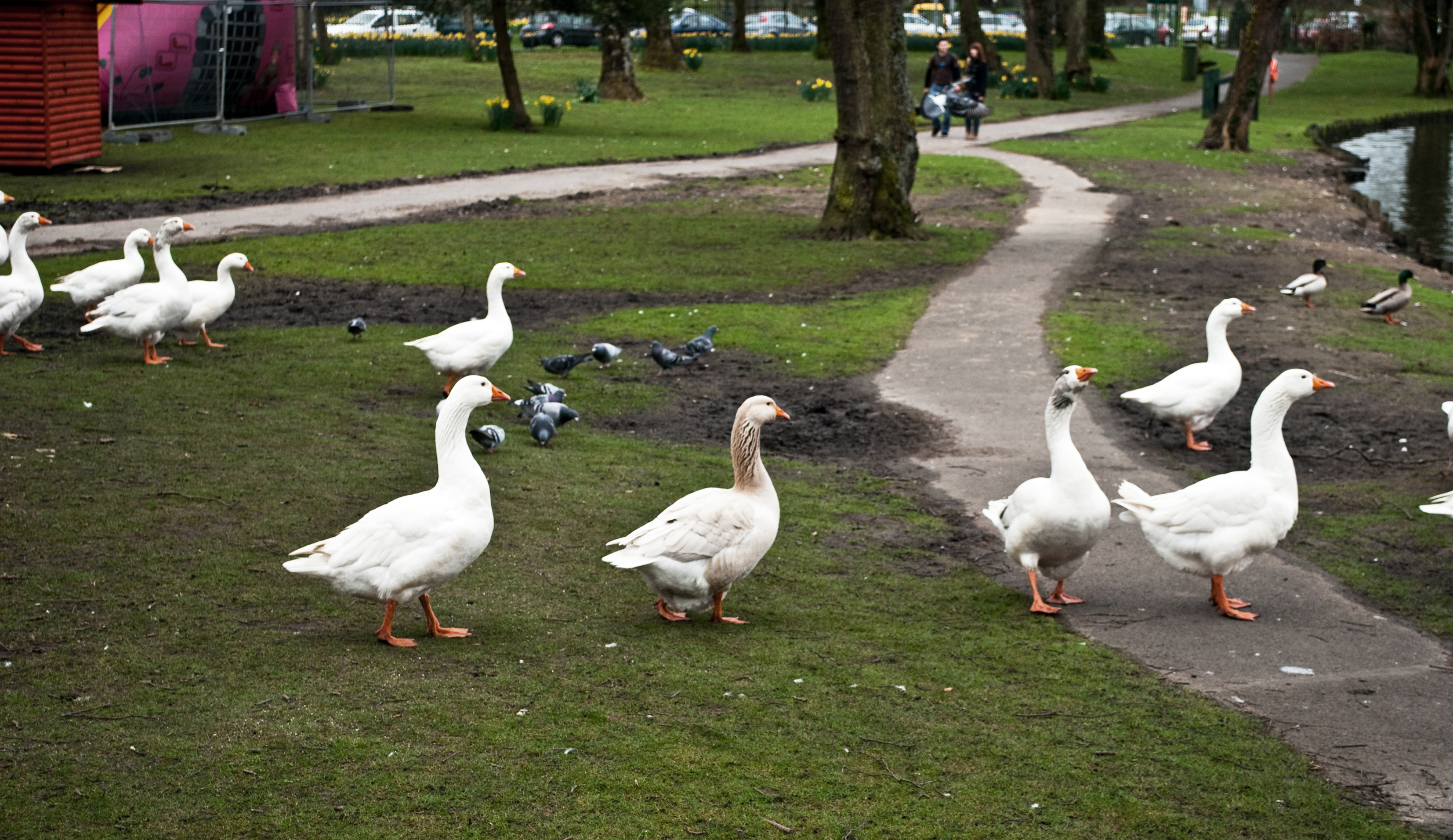 Early Learning Resources Ducks in the park 2 - Free Early Years and Primary Teaching Resources ...