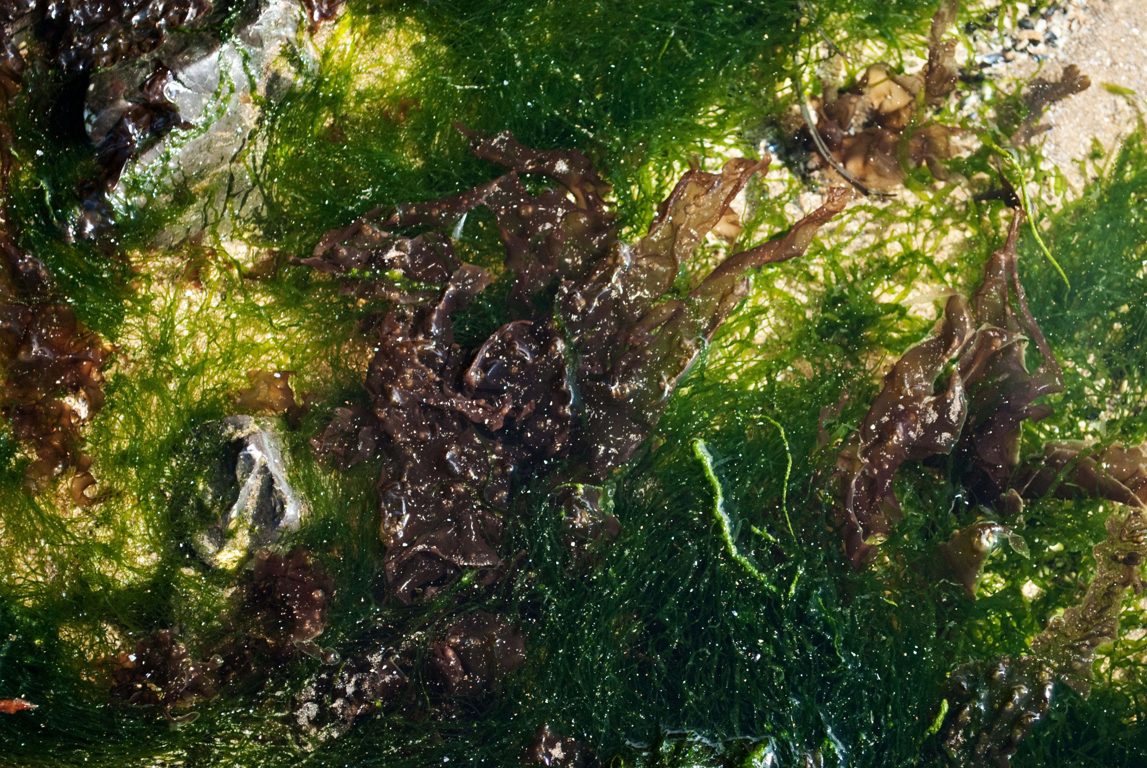 Webquest Seasational Seaweed