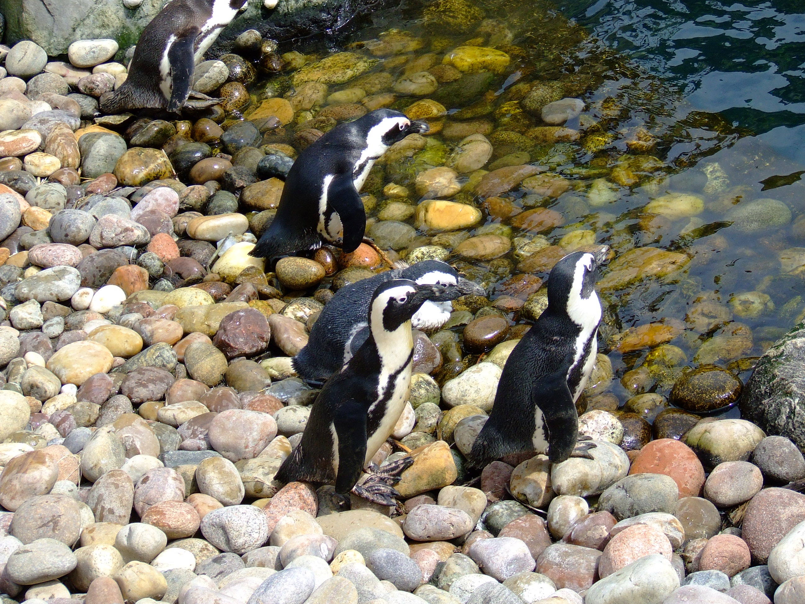 Early Learning Resources Penguins 4 - Free Early Years and Primary Teaching Resources (EYFS and KS1)