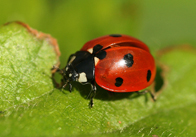 Minibeast / Insect Photo Pack