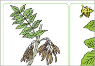 Tree Hunt Activity | Free Forest School Resources