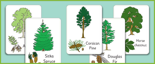 Early Learning Resources Trees and their Leave: A4 Posters | Forest ...