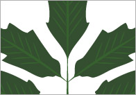 Editable Autumn Leaves