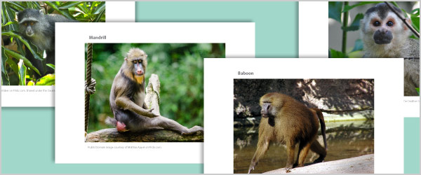 Early Learning Resources Monkey Photo Pack