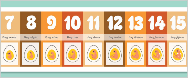 Early Learning Resources Chick Embryo Display Banner