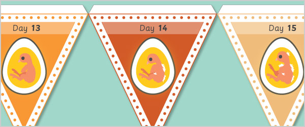Early Learning Resources Chick Embryo Bunting