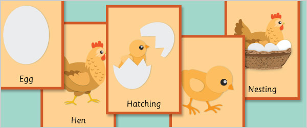 Hen Life Cycle Flash Cards | Free Early Years & Primary Teaching ...