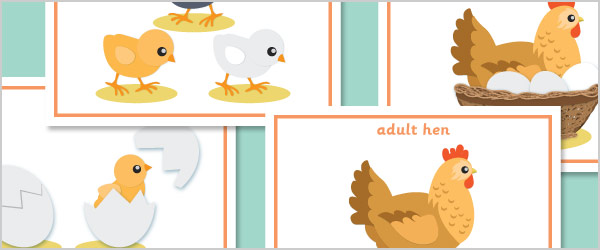 Early Learning Resources Hen Life Cycle Posters