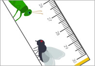 Minibeasts Printable Rulers