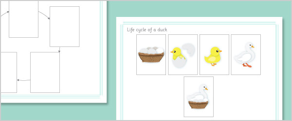 Duck Life Cycle