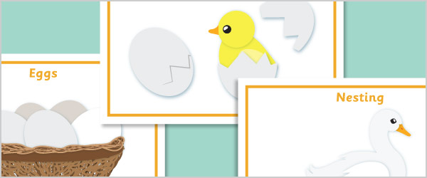 Early Learning Resources Duck Life Cycle Posters
