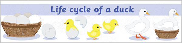 Early Learning Resources Life Cycle of a Duck Display Banner