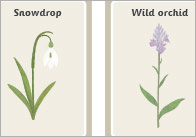 Spring Flower Cards - Printable Early Years Resources (EYFS & KS1) for ...
