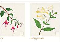 Summer Flower Hunt Activity Sheets - Printable Early Years Resources ...