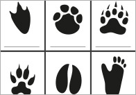 Zoo Animal Footprint Activity - Printable Early Years Resources (EYFS ...